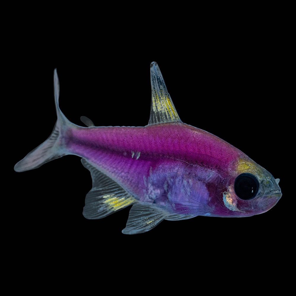 purple fish background