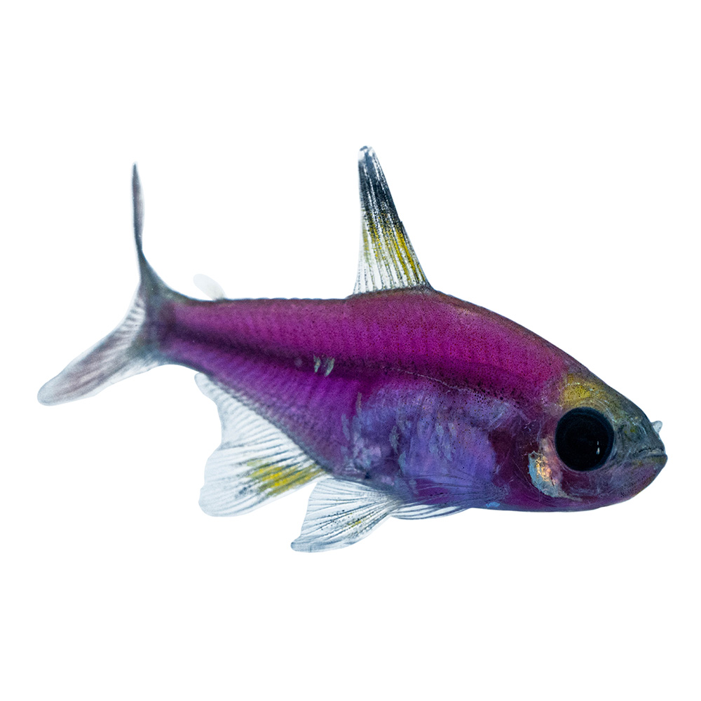 light purple fish