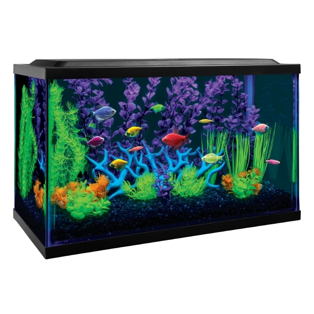 glofish tank setup