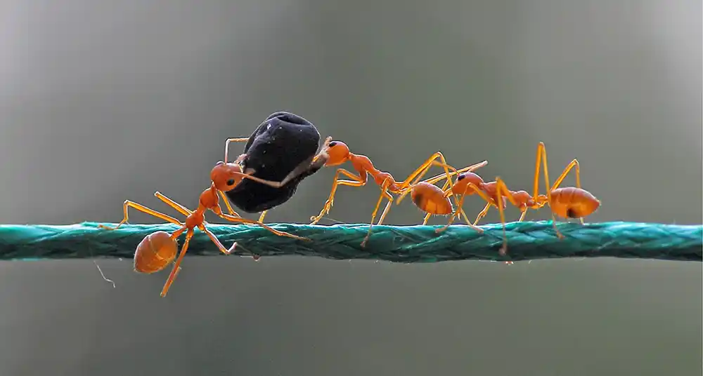 pharaoh ant bites