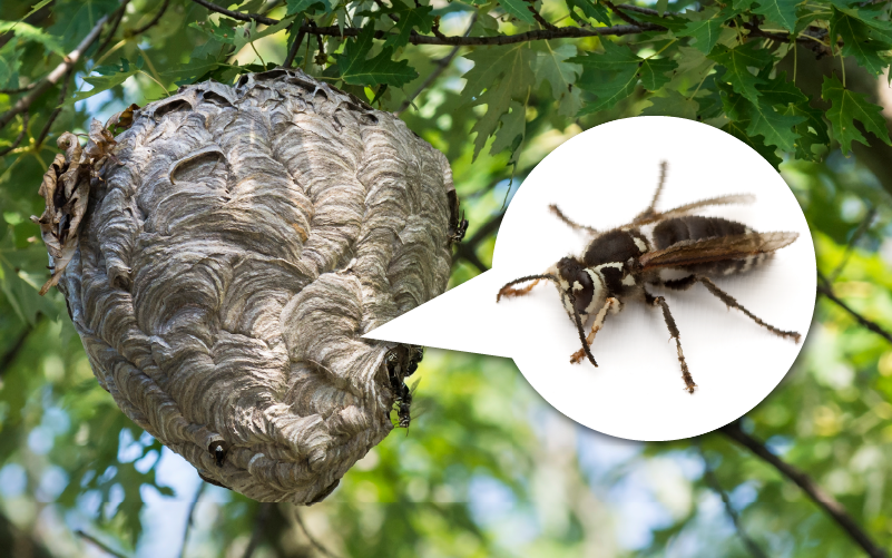 Wasp and Hornet 101