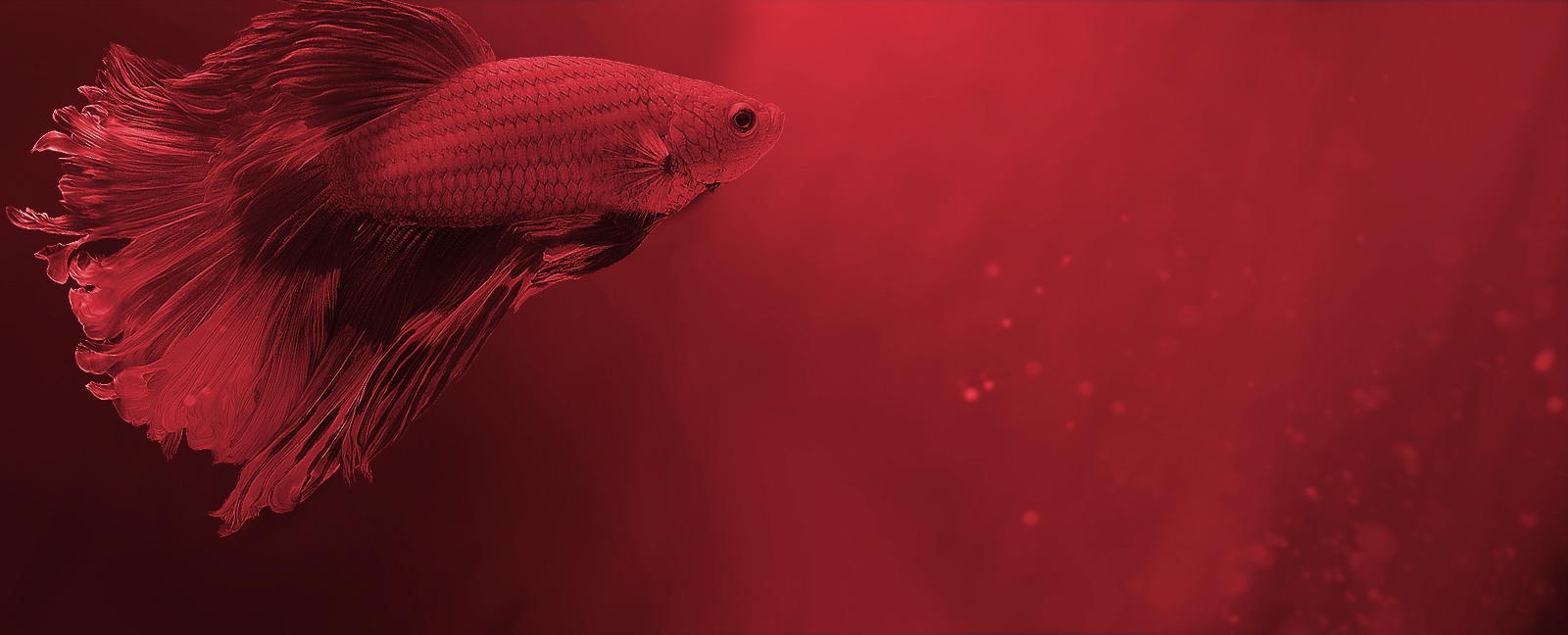 red betta fish types