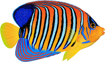 tropical fish types