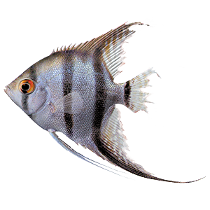 Fish illnesses How to spot them