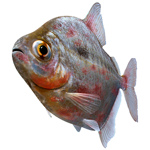 Fish illnesses How to spot them