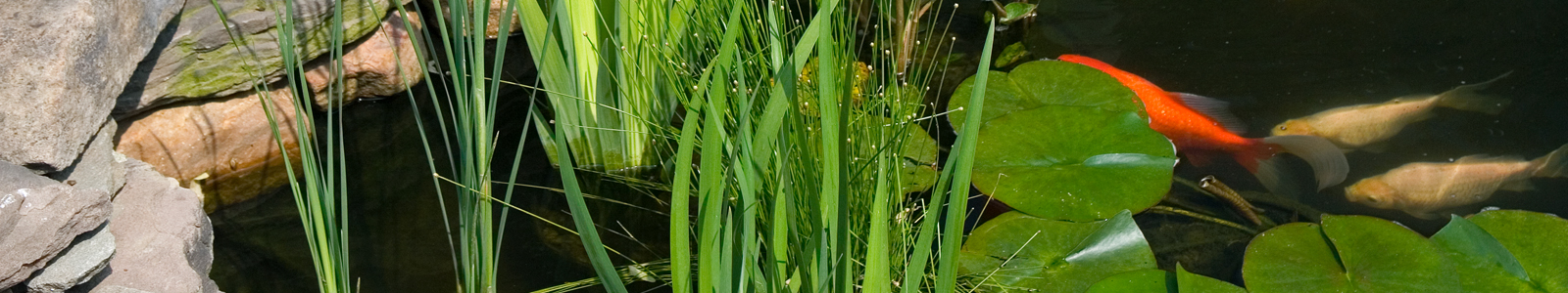 Step 4: Control pond algae with UV clarifiers