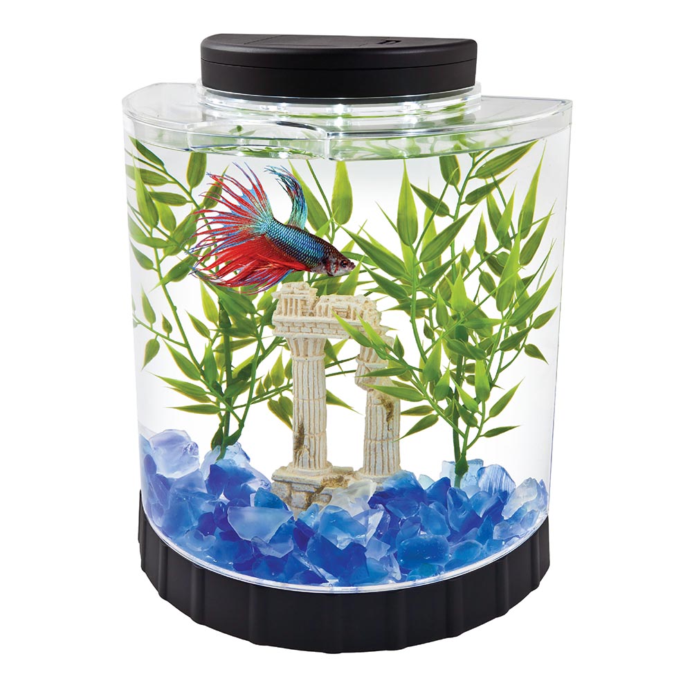 betta fish tanks