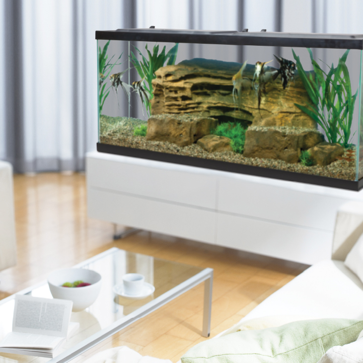 tetra fish setup