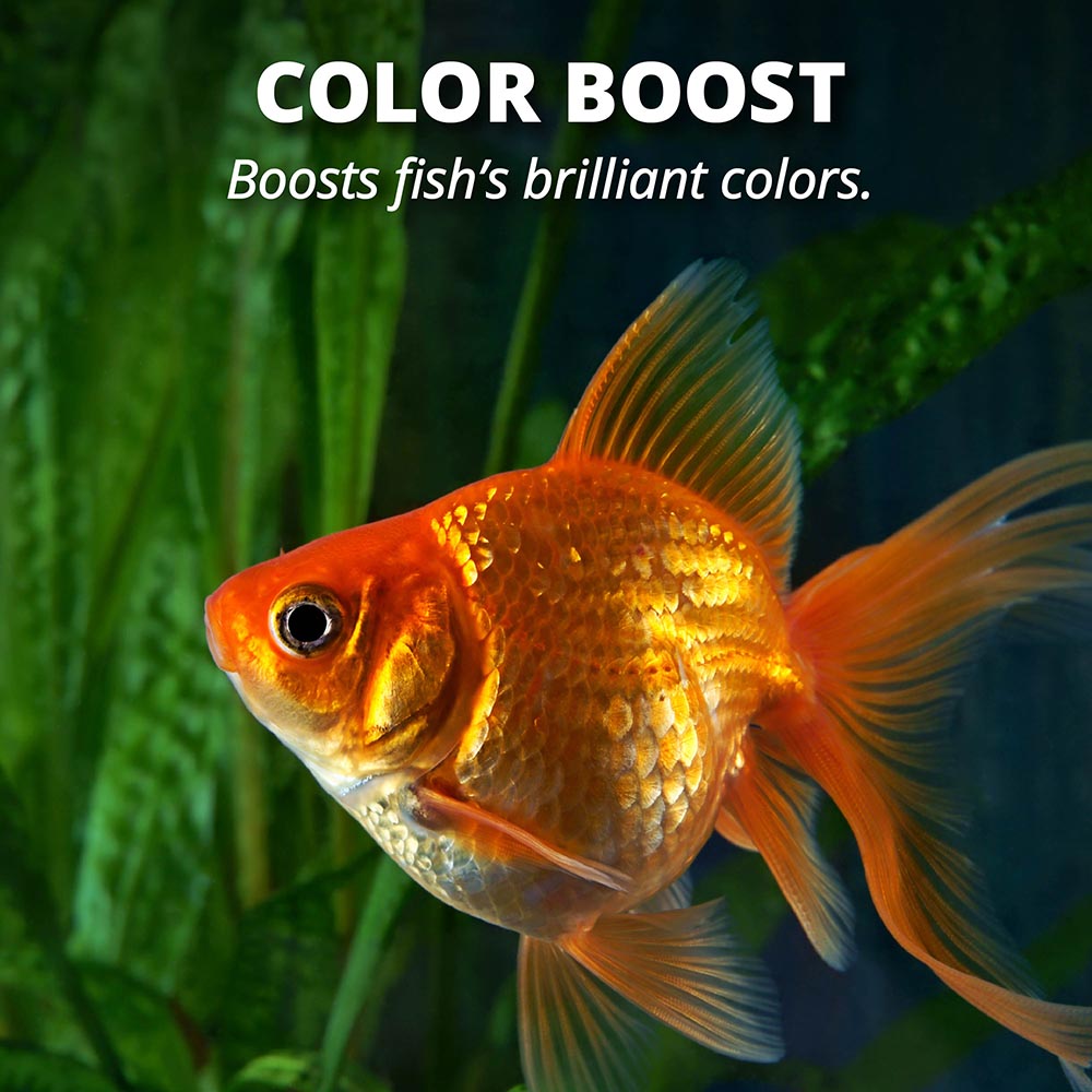 goldfish colours