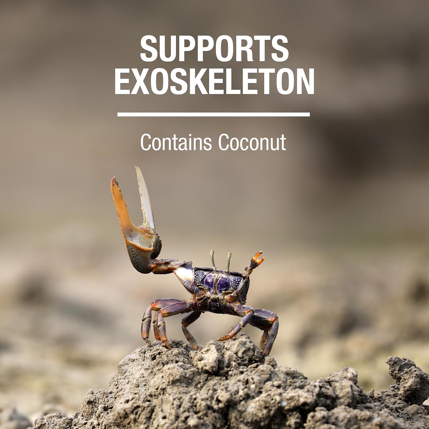 hermit crab exoskeleton